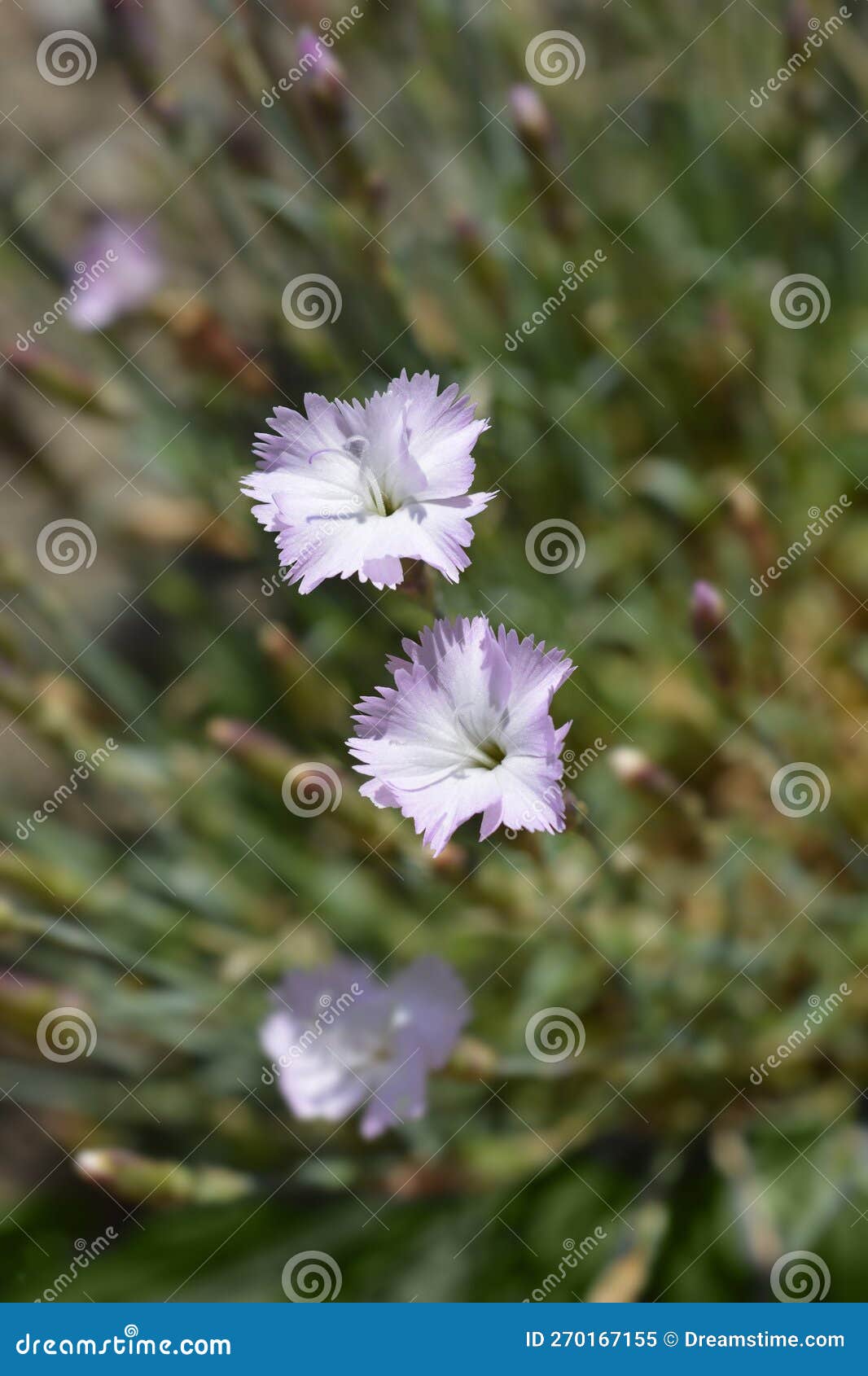 Pink Whatfield Wisp stock image. Image of gratianopolitanus - 270167155