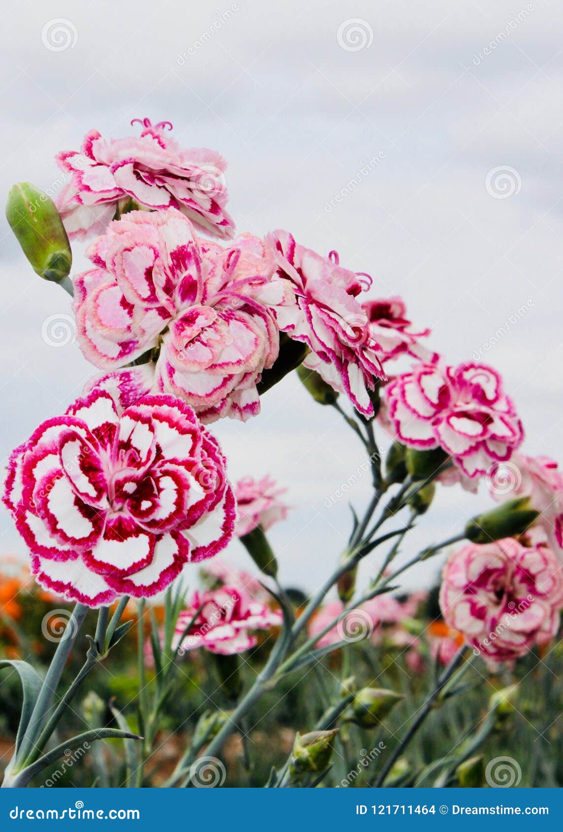 Pink and Whit Carnations stock photo. Image of petals - 121711464