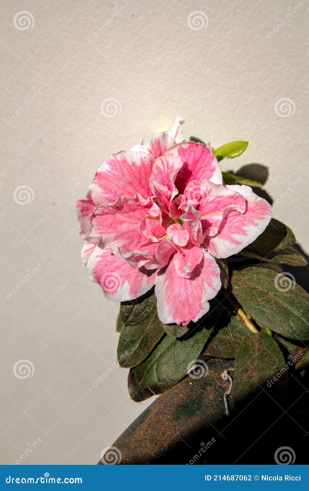 Pink and White Azalea Indica in Bloom on a White Background Stock Photo ...