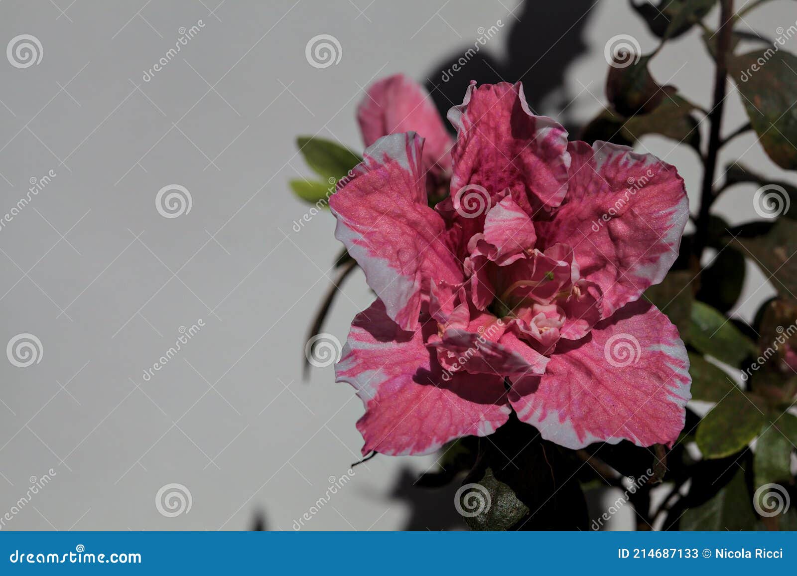 Pink and White Azalea Indica in Bloom on a White Background Stock Image ...