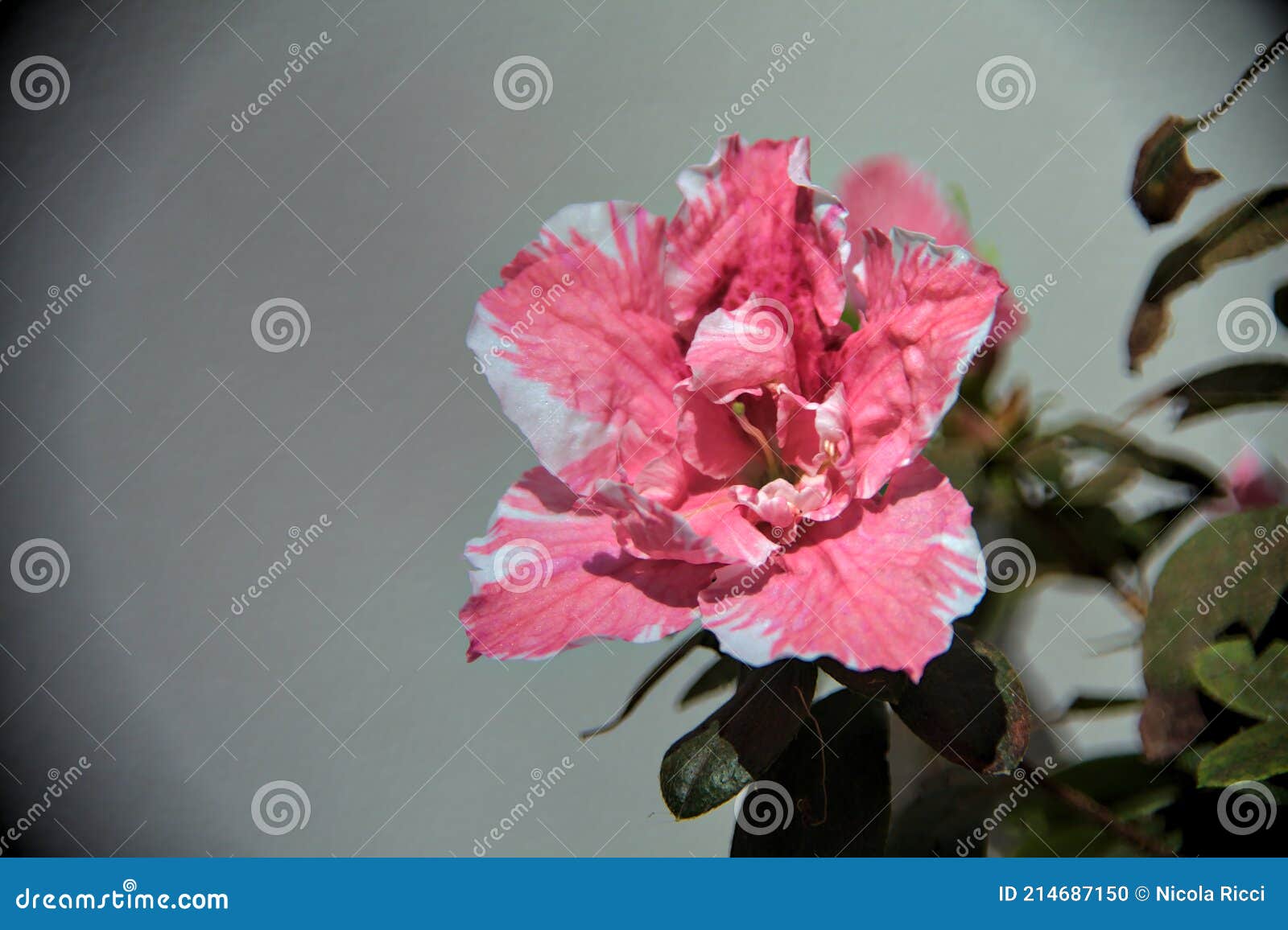 Pink and White Azalea Indica in Bloom on a White Background Stock Photo ...