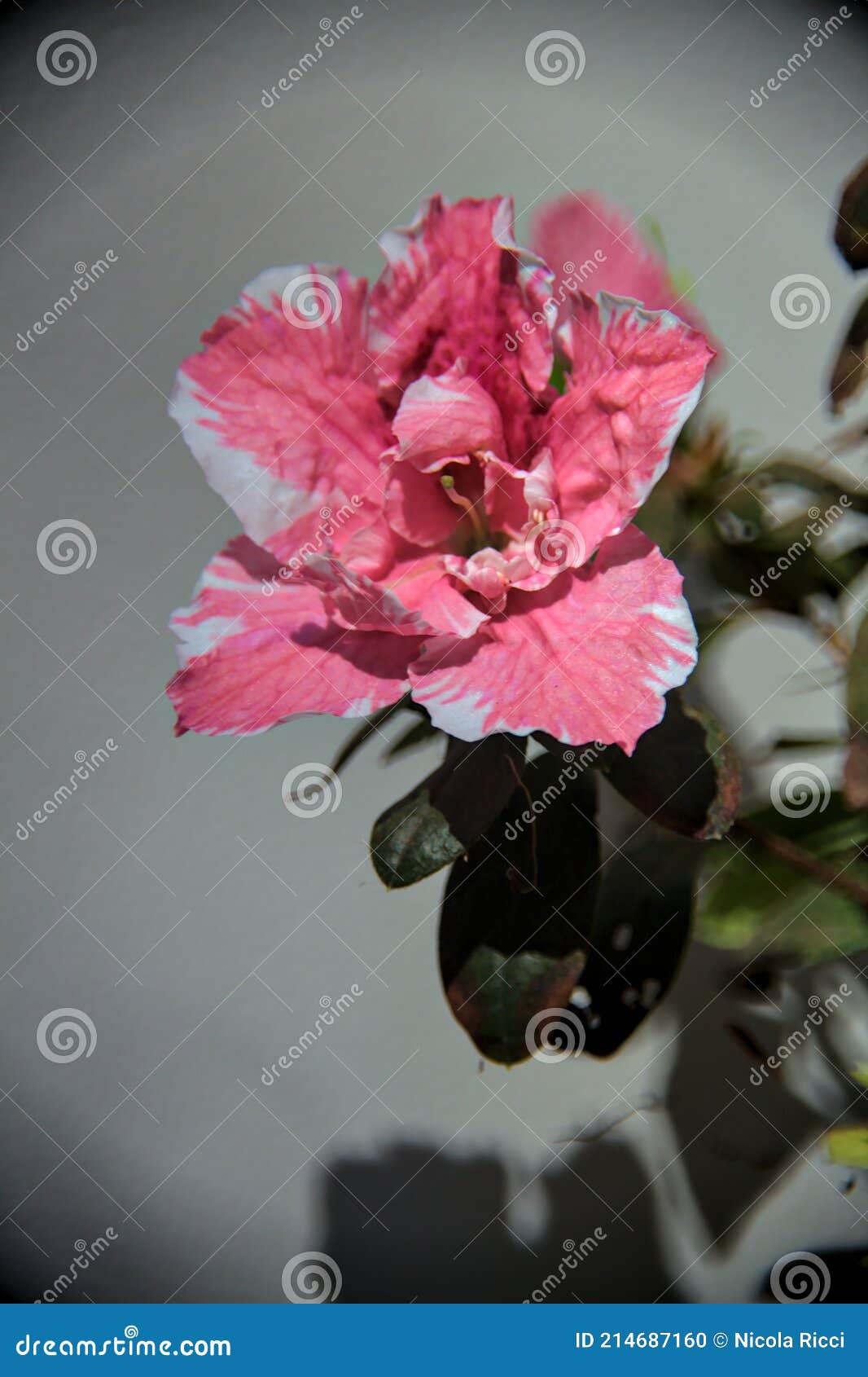 Pink and White Azalea Indica in Bloom on a White Background Stock Photo ...