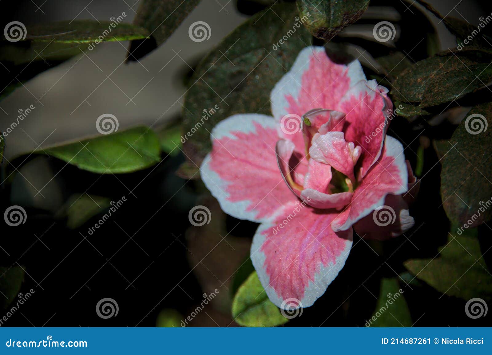 Pink and White Azalea Indica in Bloom on a White Background Stock Image ...