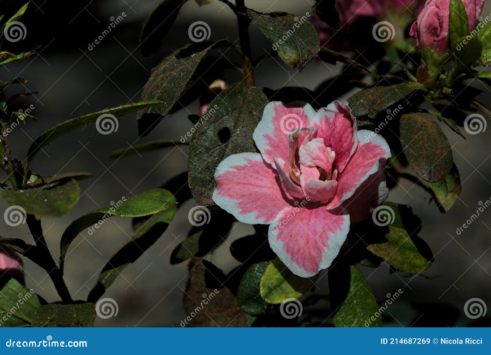 Pink and White Azalea Indica in Bloom on a White Background Stock Image ...