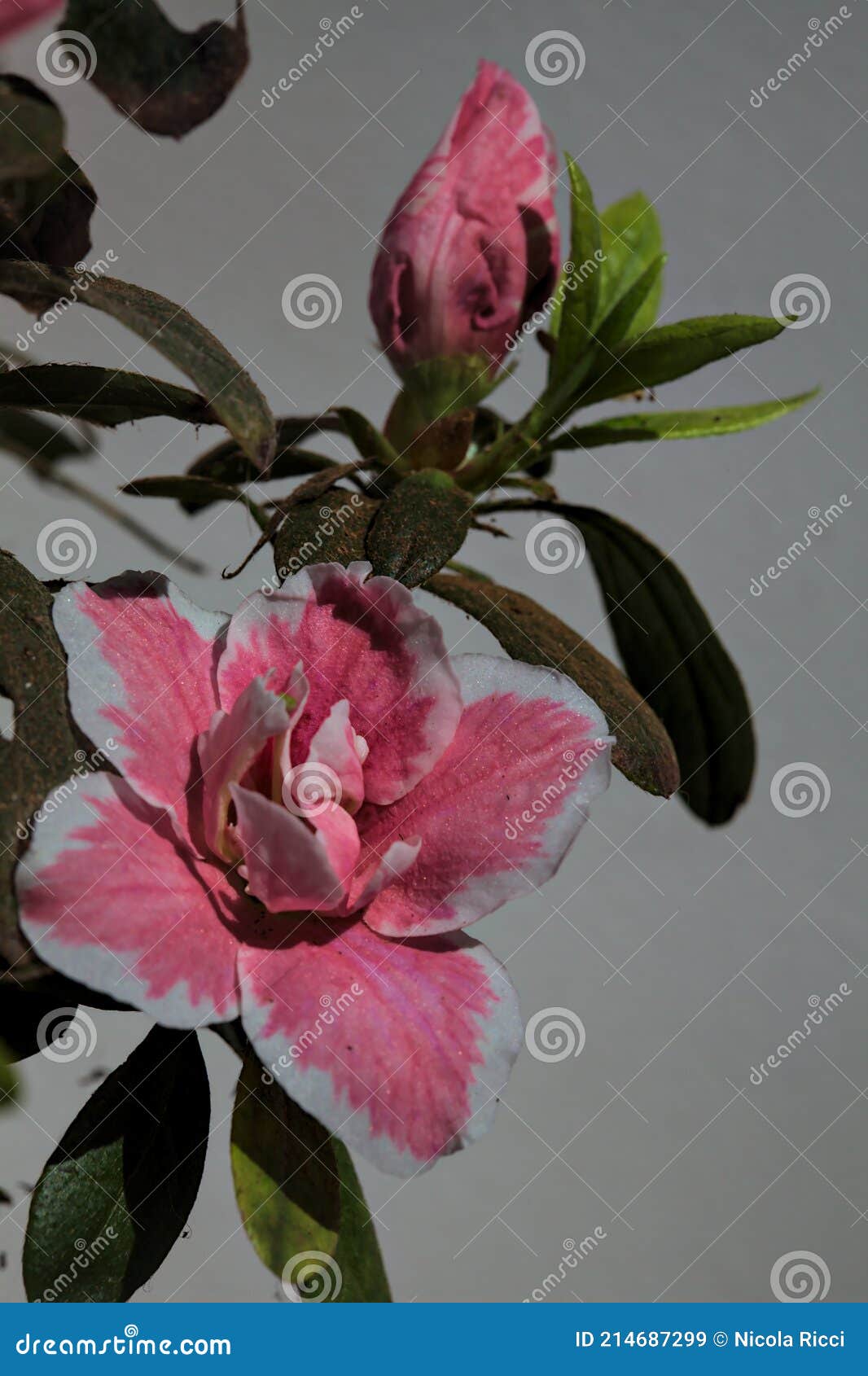 Pink and White Azalea Indica in Bloom on a White Background Stock Image ...