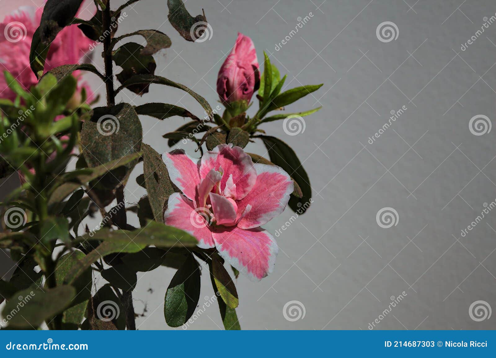 Pink and White Azalea Indica in Bloom on a White Background Stock Image ...