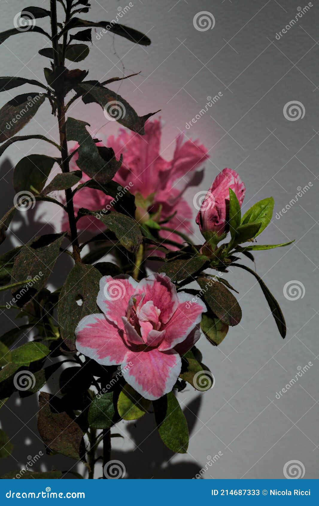 Pink and White Azalea Indica in Bloom on a White Background Stock Image ...