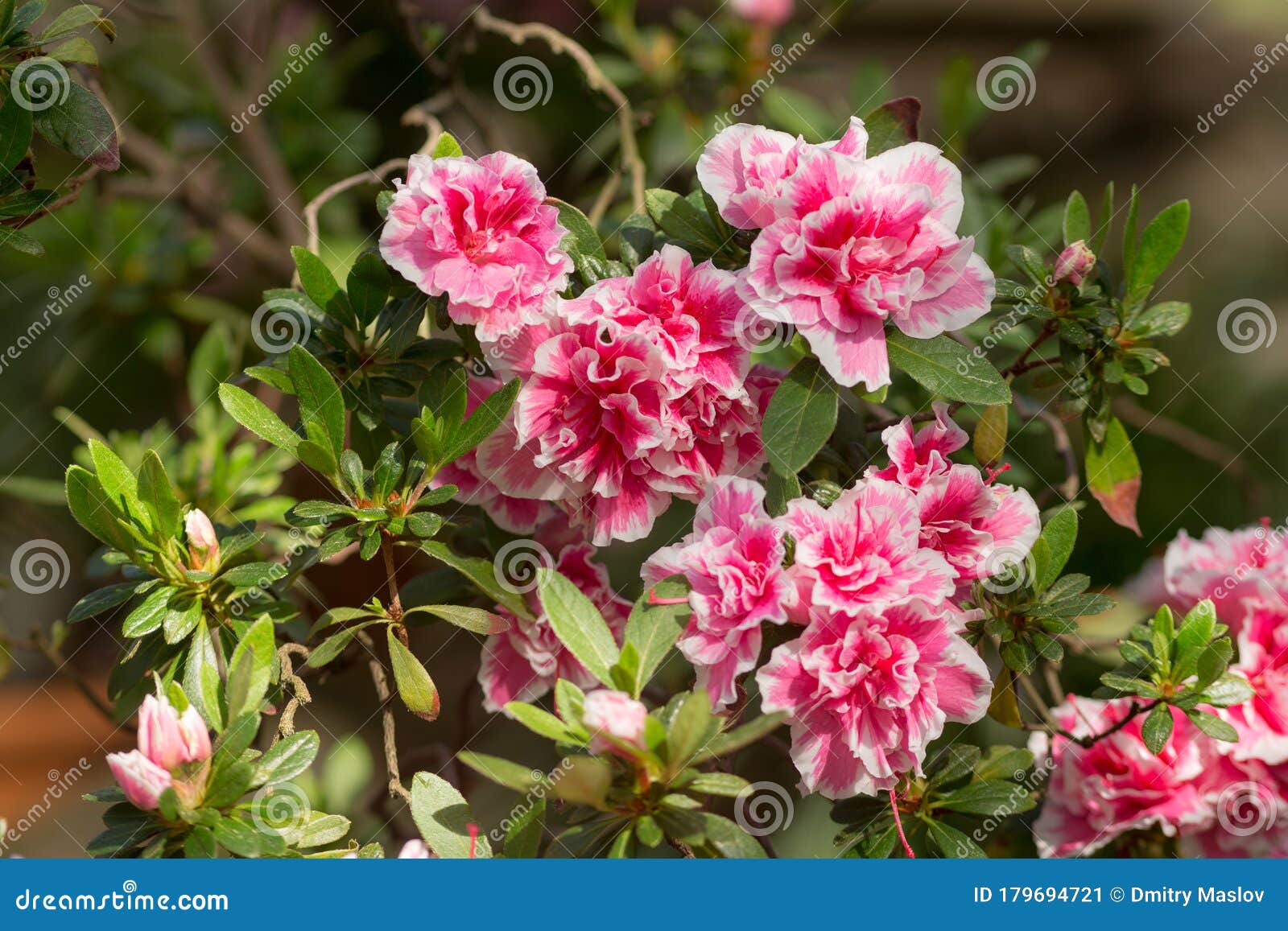 Pink and white azalea stock image. Image of beauty, garden - 179694721