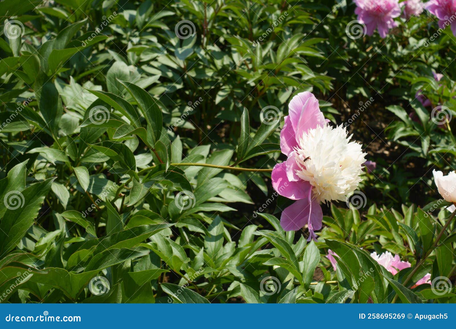 Pink and White Bicolor Anemone-flowered Peony in June Stock Image ...
