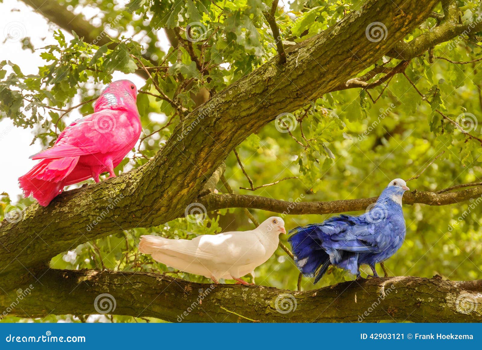 Pink, White and Blue Dove stock image. Image of closeup - 42903121