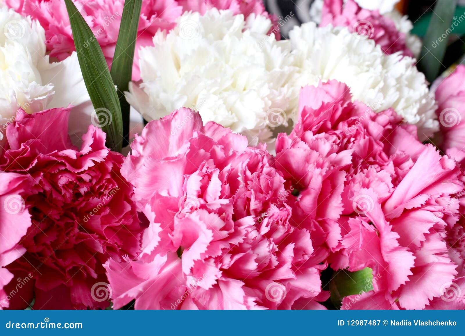 Pink and white carnations stock image. Image of macro - 12987487