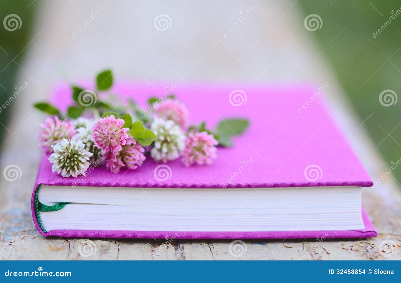 Pink and White Clover on the Fuchsia Book Stock Photo - Image of ...