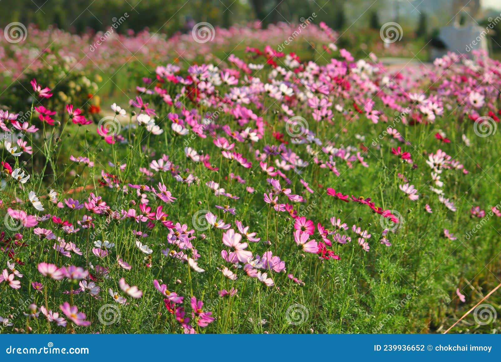 Pink and White Cosmos Fields in the Sun during Stock Photo - Image of ...
