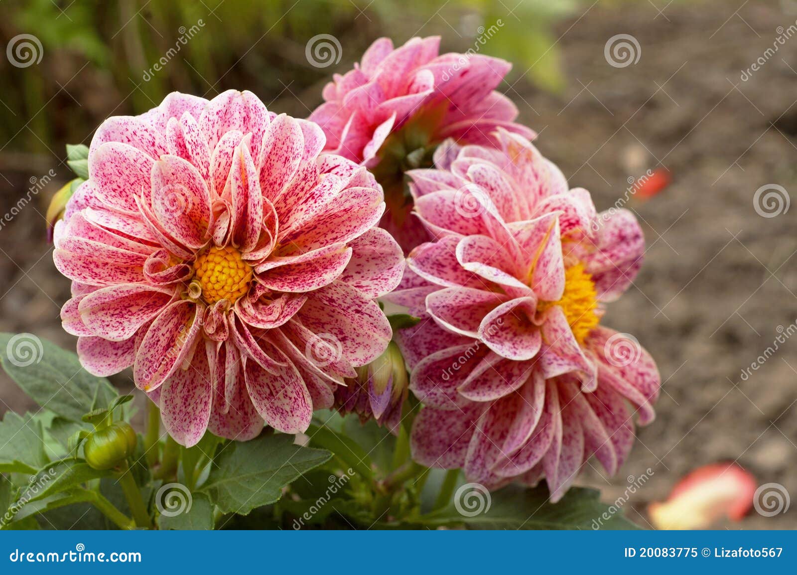 Pink - White Dahlia Flowers Stock Image - Image of biology, purity ...