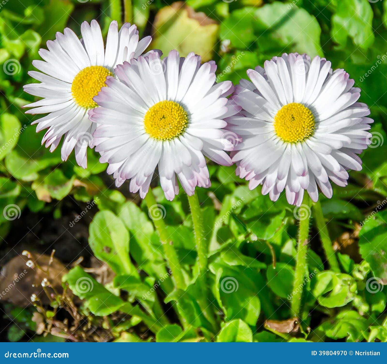 Pink White Daisys Stock Photos - Download 94 Royalty Free Photos