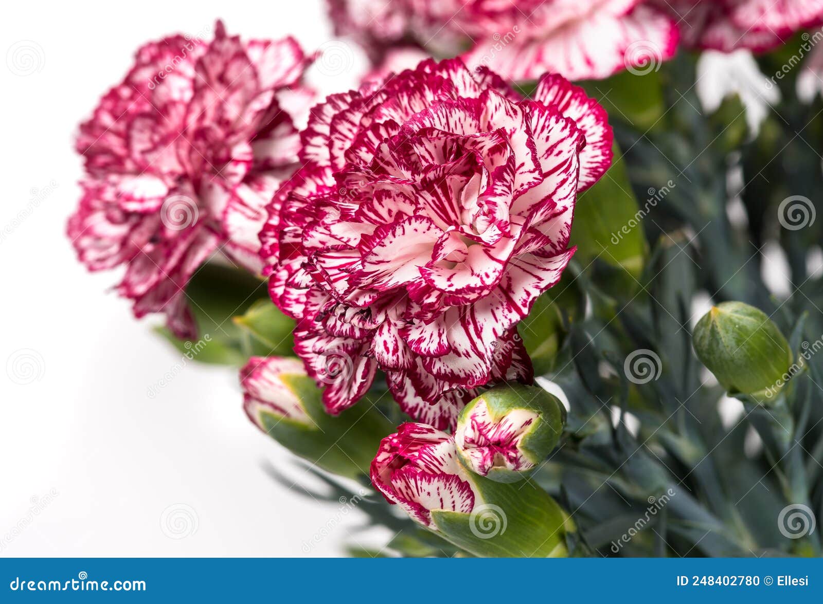 Pink and White Dianthus Caryophyllus Flowers Isolated on White ...