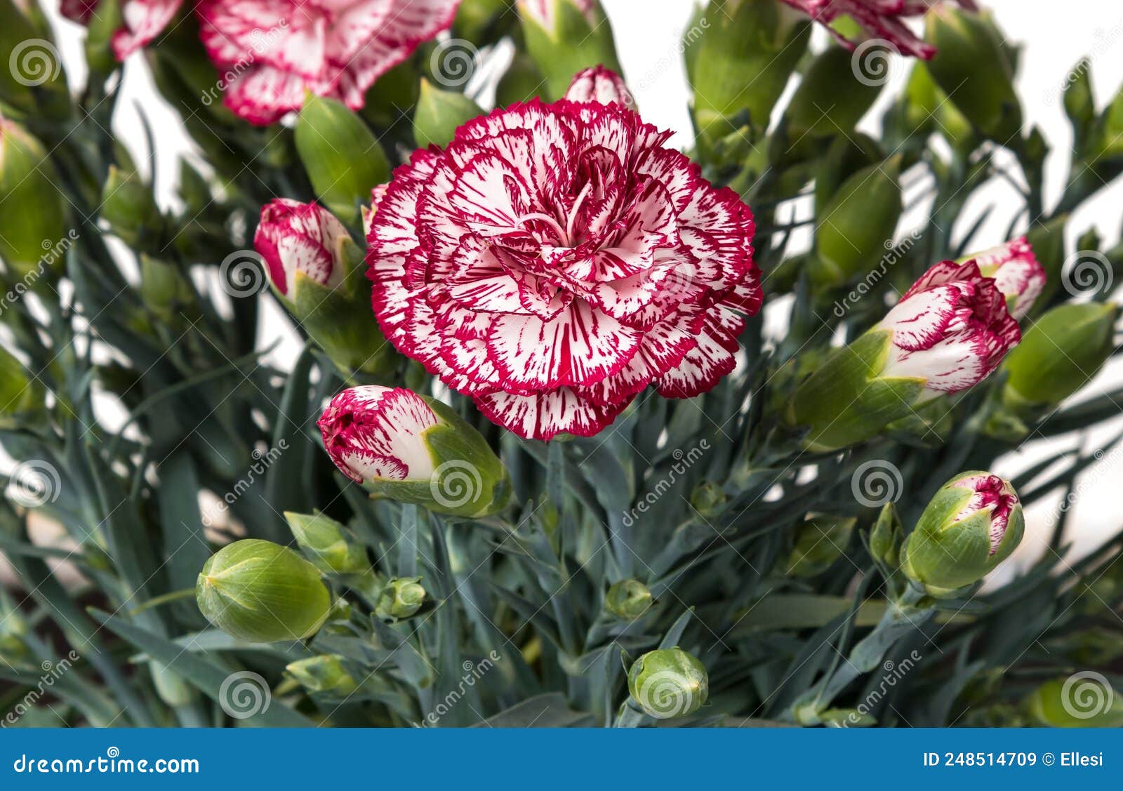 Pink and White Dianthus Caryophyllus Flowers Isolated on White ...