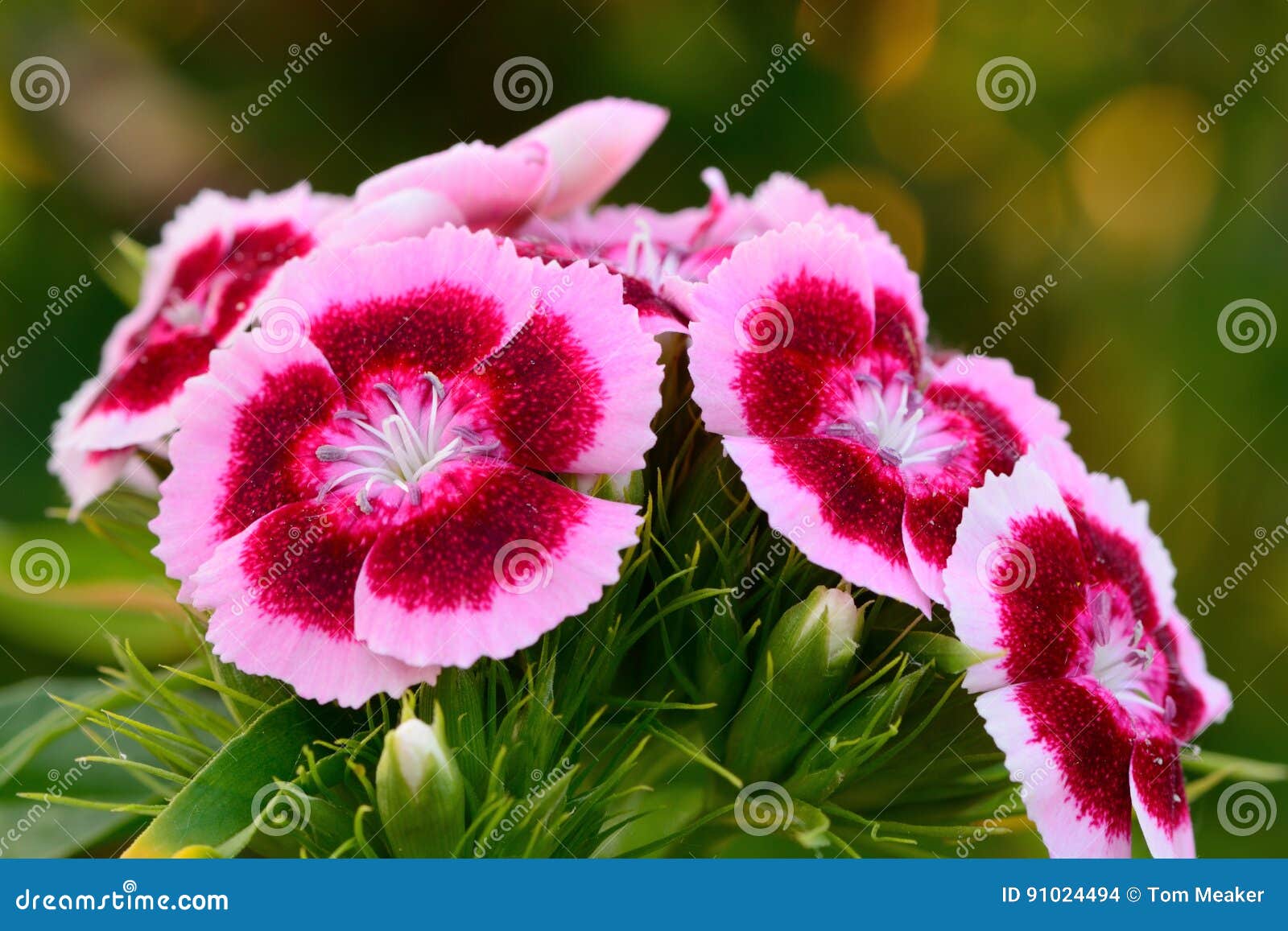 Pink and White Dianthus Flowers Stock Photo - Image of botanic ...