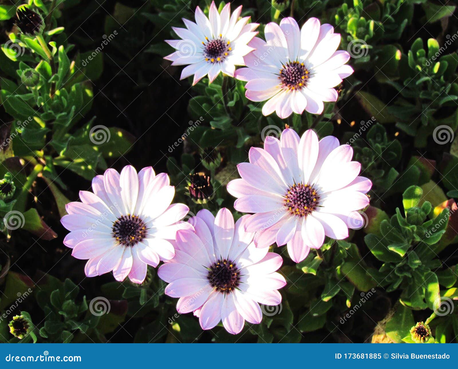 Pink & White Dimorphotheca Ecklonis Stock Image - Image of white ...