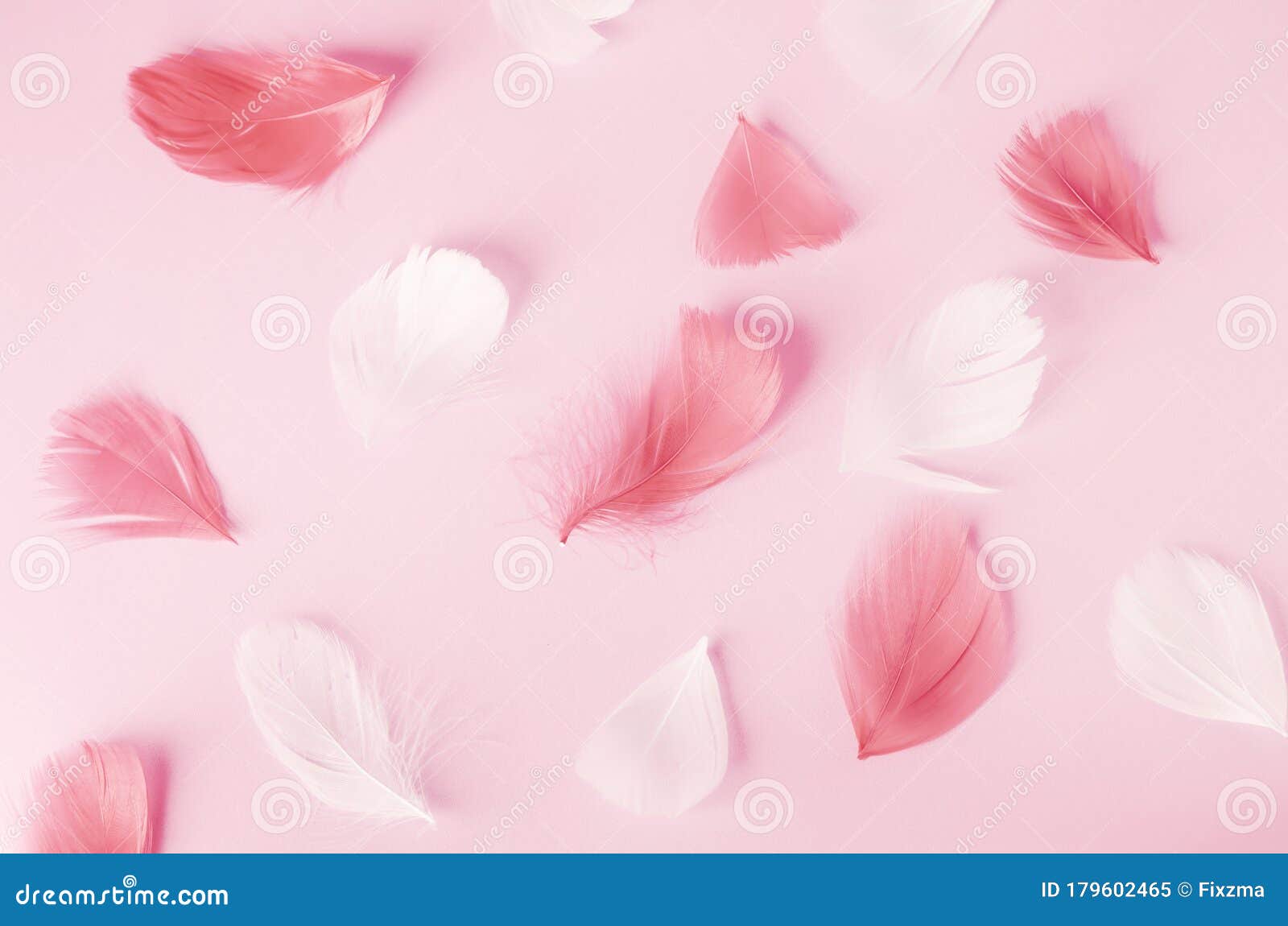 Pink and White Feathers Pattern on Pink Background Stock Image - Image ...