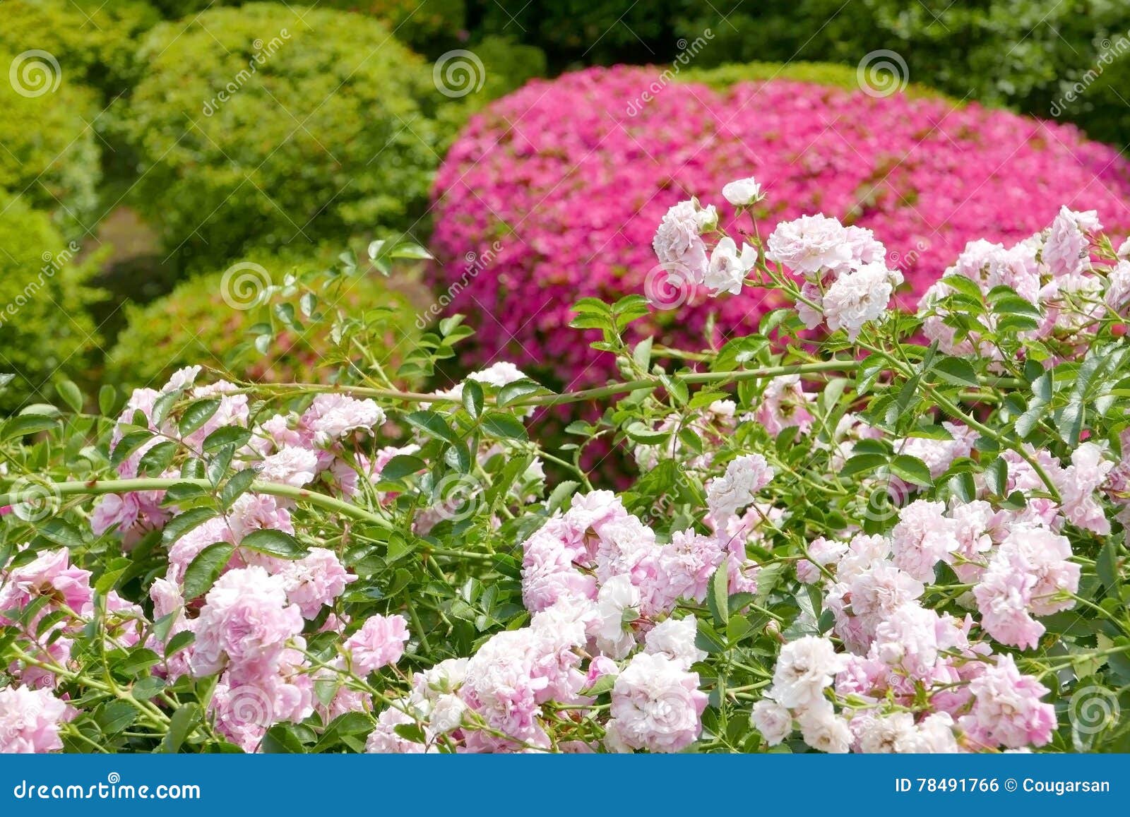 Pink and White Flora Closeup in Backyard Stock Photo - Image of closeup ...