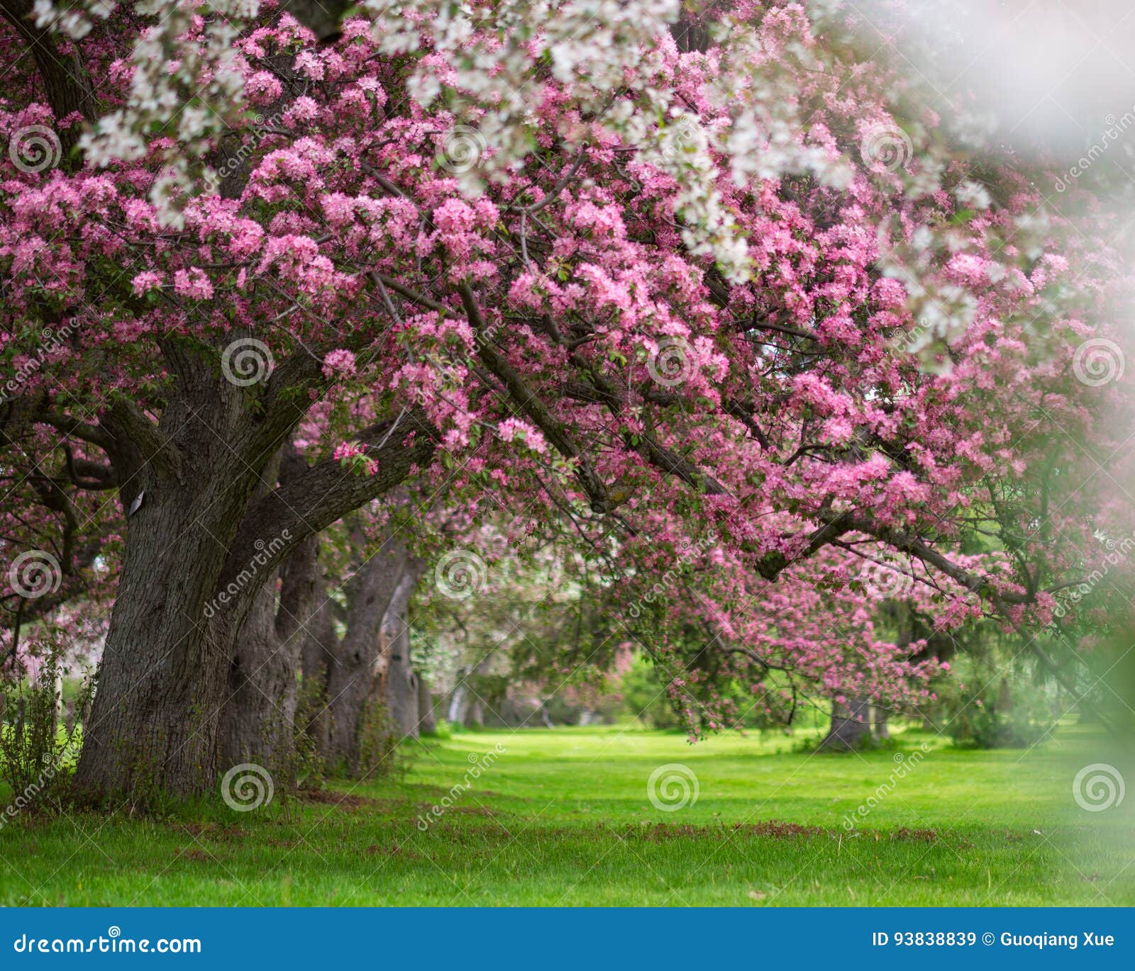 Pink and White Flowering Trees Stock Image - Image of flowering ...