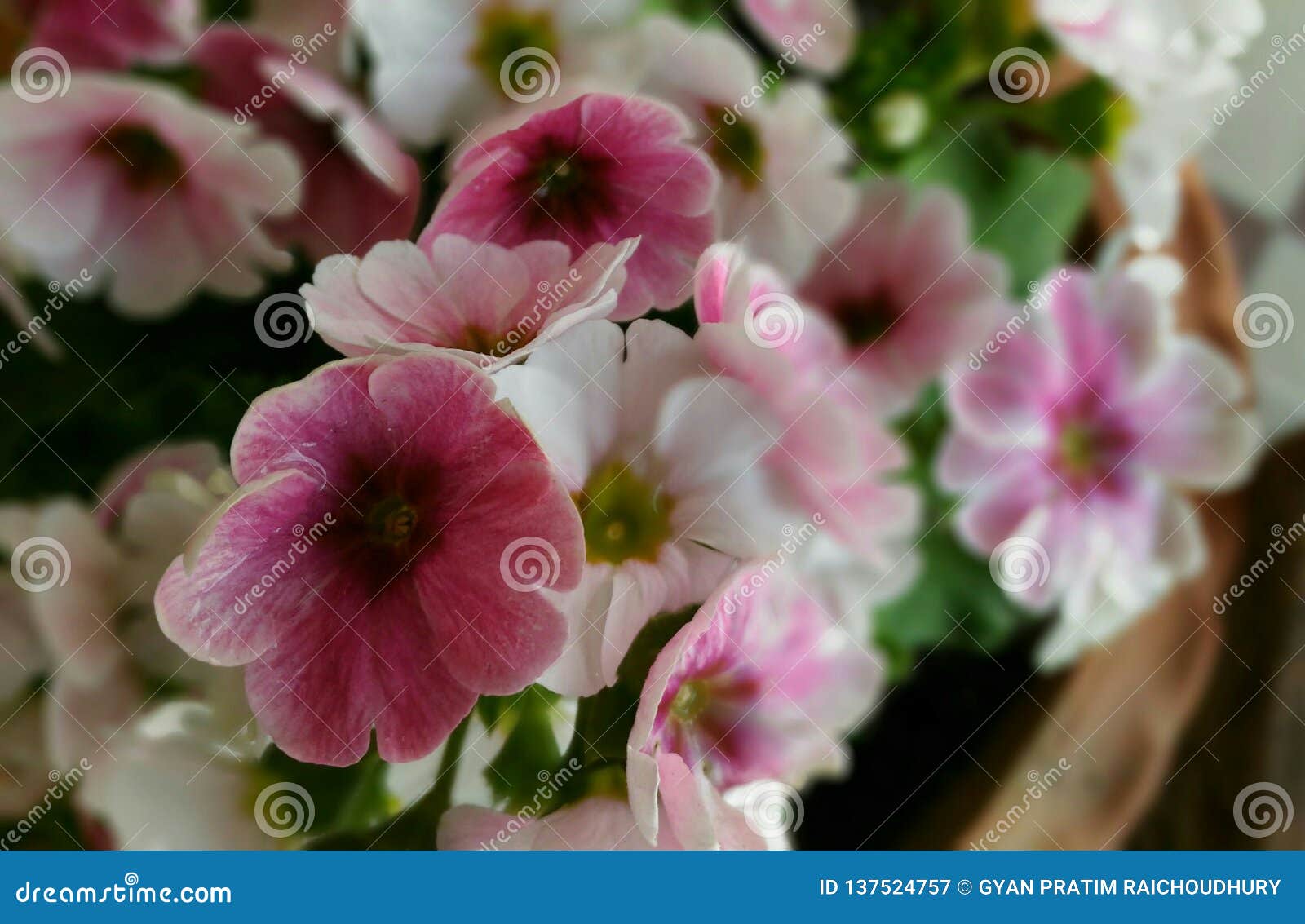 Pink and white flowers stock image. Image of white, florist - 137524757