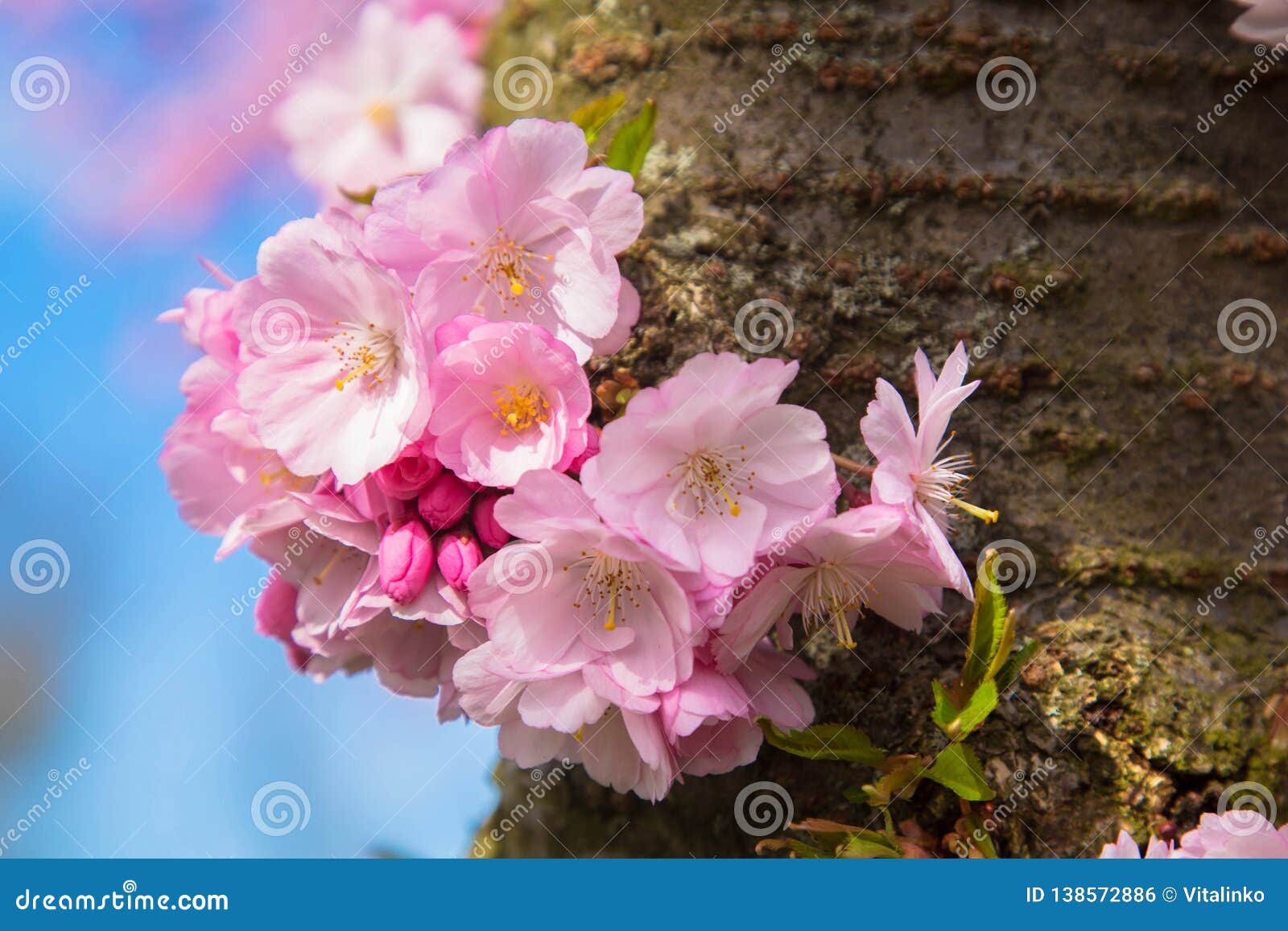 Pink and White Flowers of Sakura Cherry on a Tree Trunk Stock Photo ...