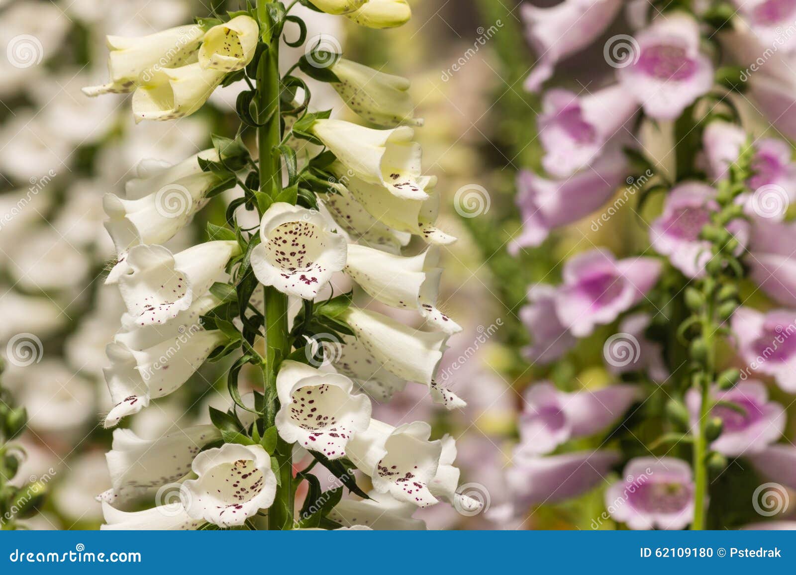 Pink and White Foxglove Flowers Stock Photo - Image of garden, white ...