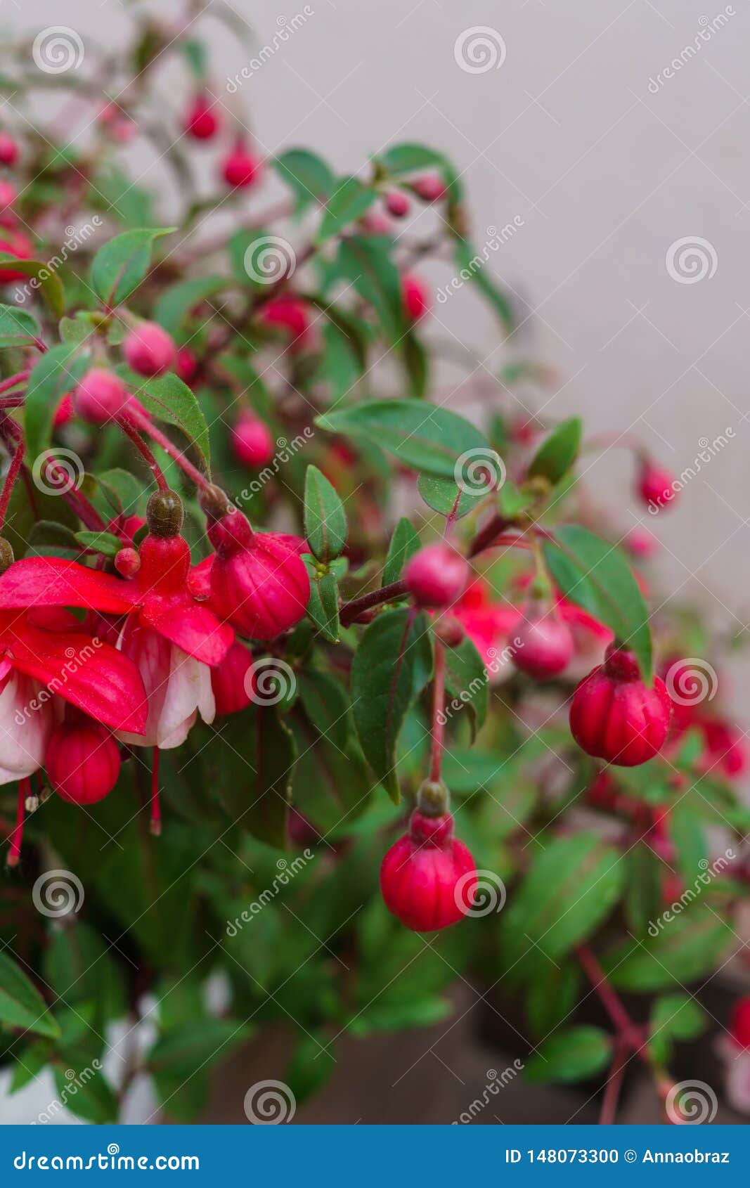 Fuchsia Buds Stock Photography | CartoonDealer.com #1986290
