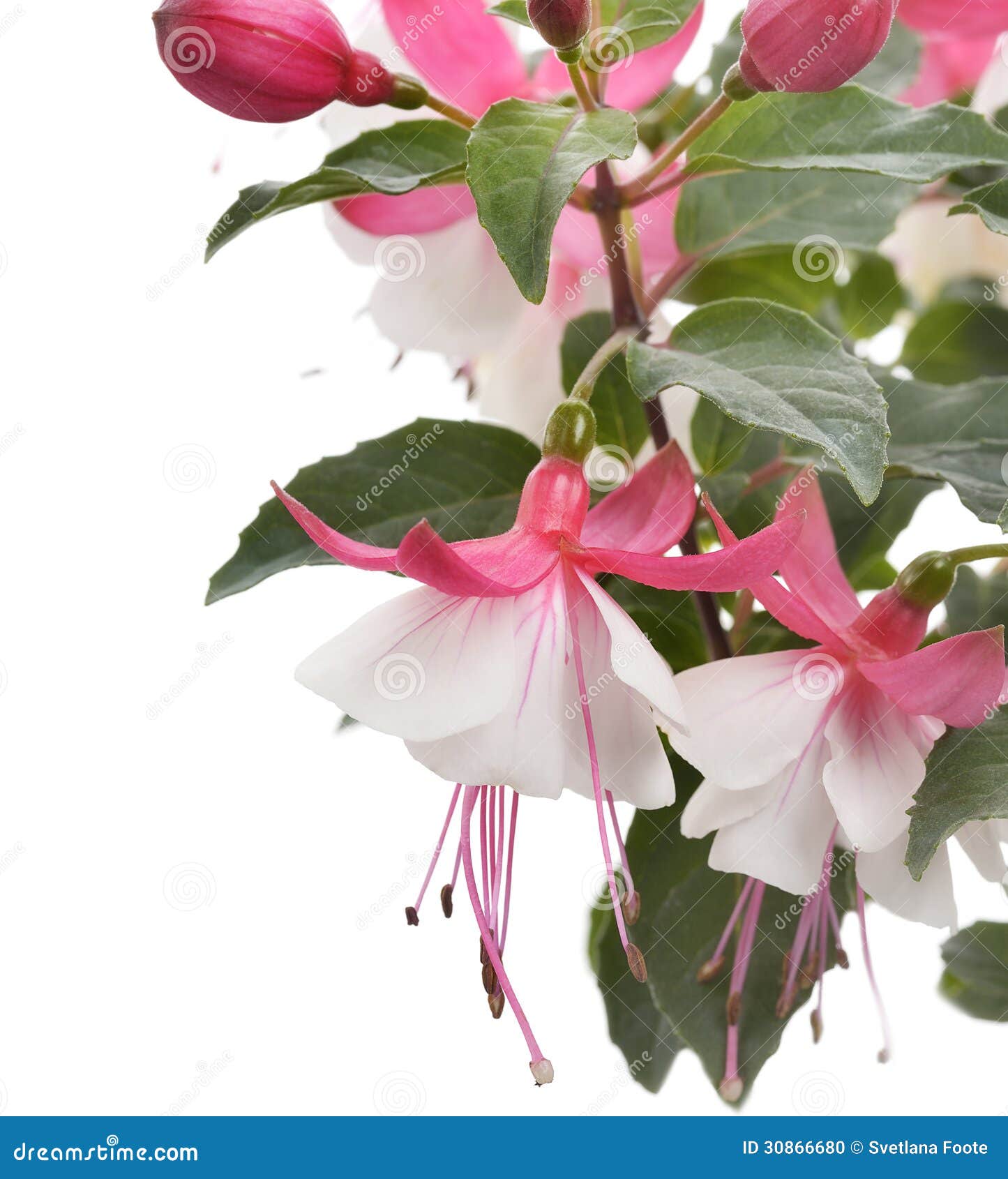 Pink and White Fuchsia stock photo. Image of petal, pink - 30866680