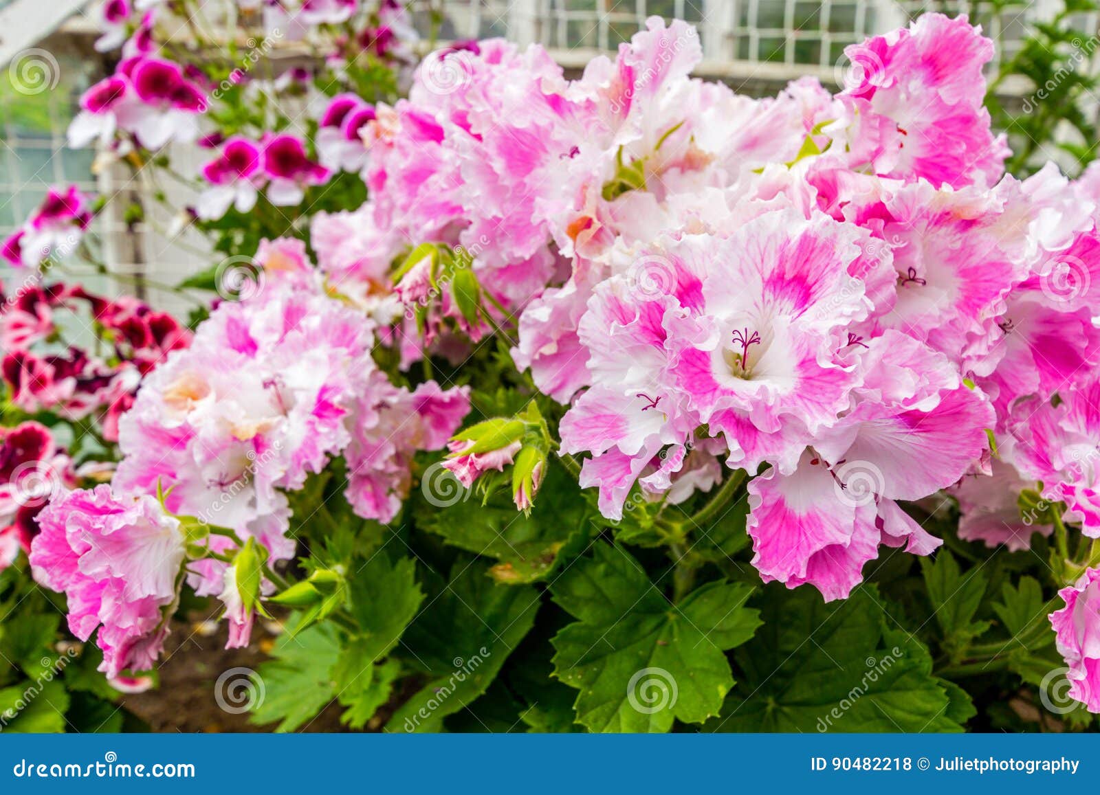 Pink and White Geranium Flowers, Close Up Stock Photo - Image of ...