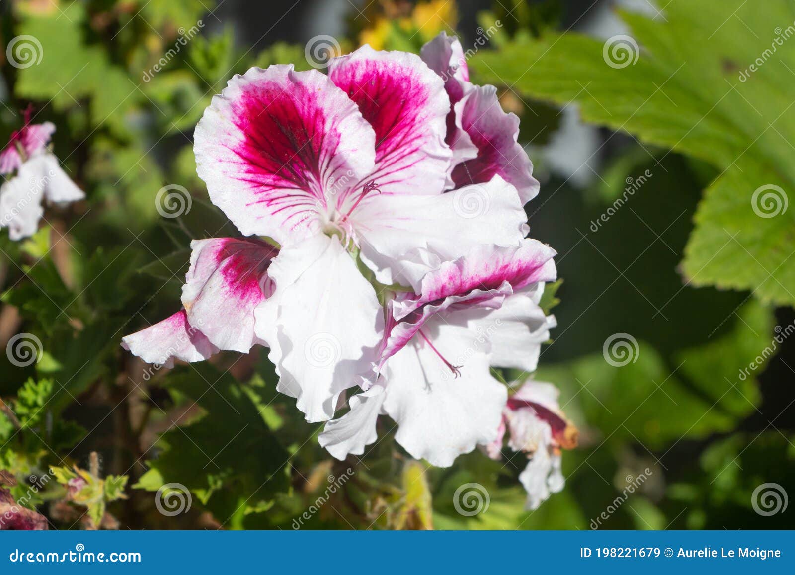 Pink and White Geranium Flowers Stock Image - Image of nature, outdoor ...
