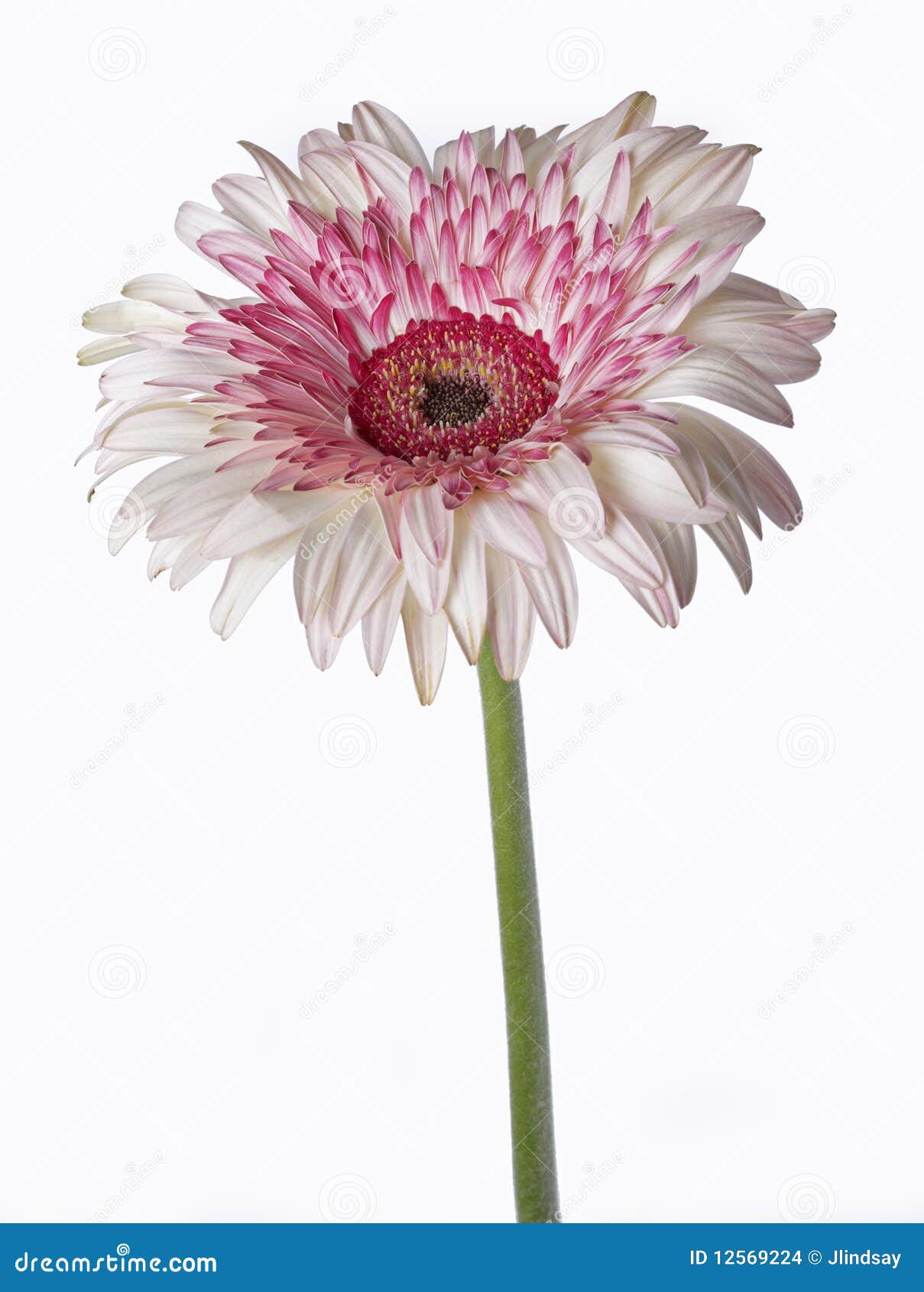 White And Pink Gerbera Daisy
