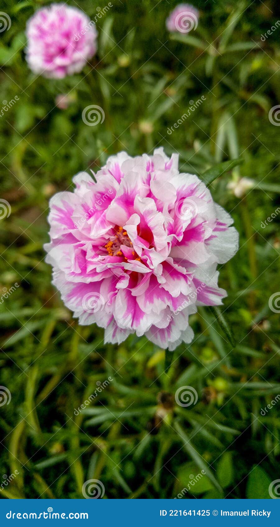 Pink, White, and Green stock image. Image of meadow - 221641425