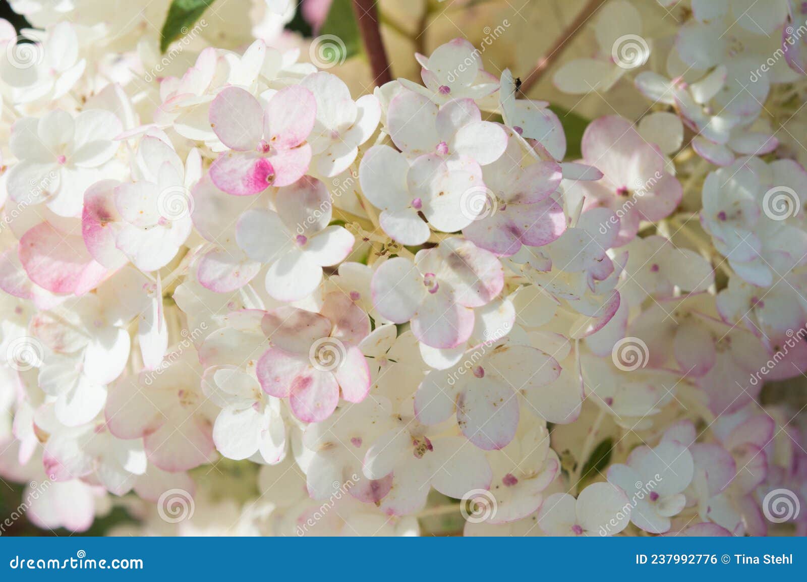 Pink and White Hydrangea Blooming in Summer Stock Photo - Image of ...