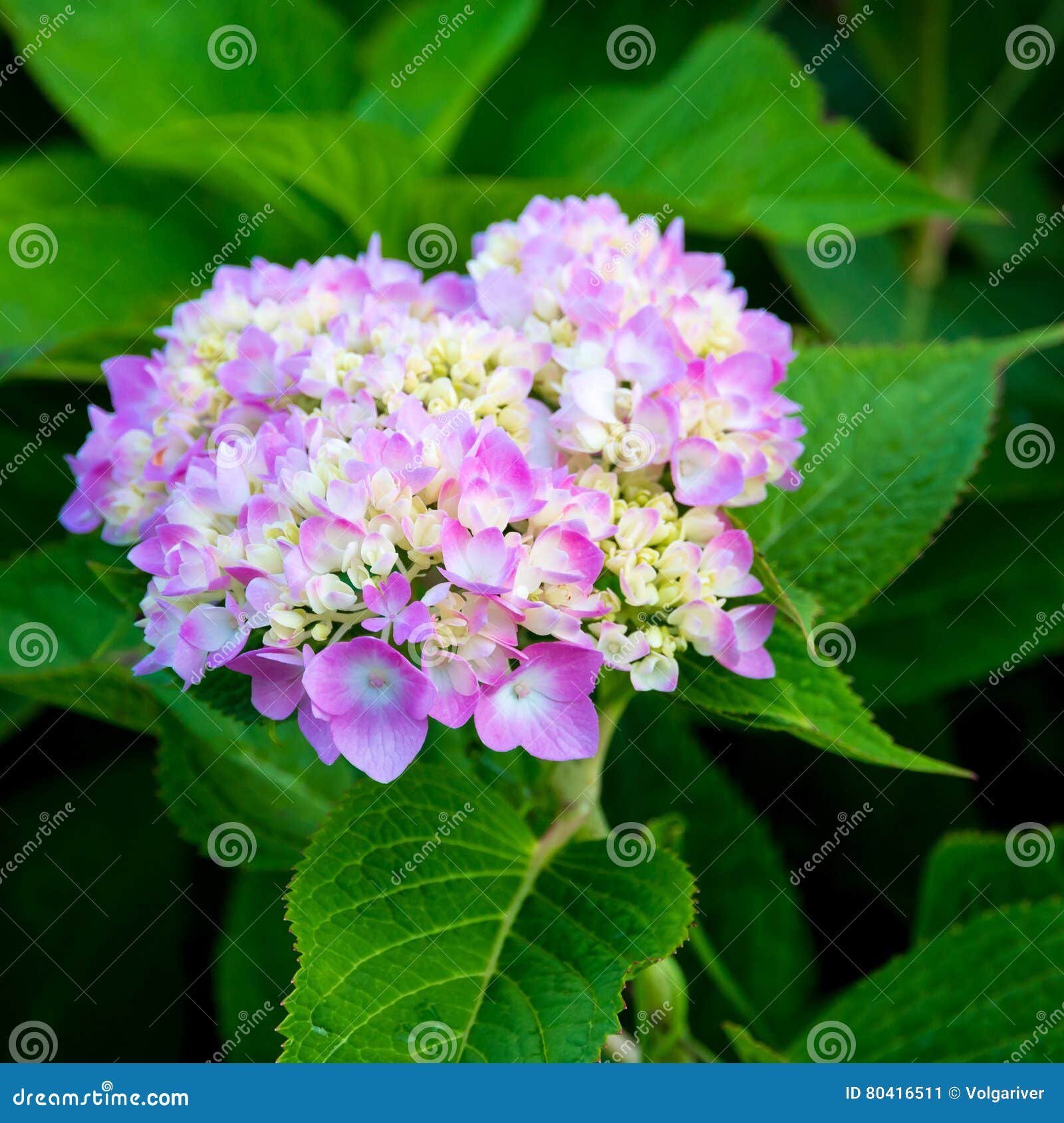 Pink - White Hydrangea Flowers in a Garden. Stock Image - Image of ...