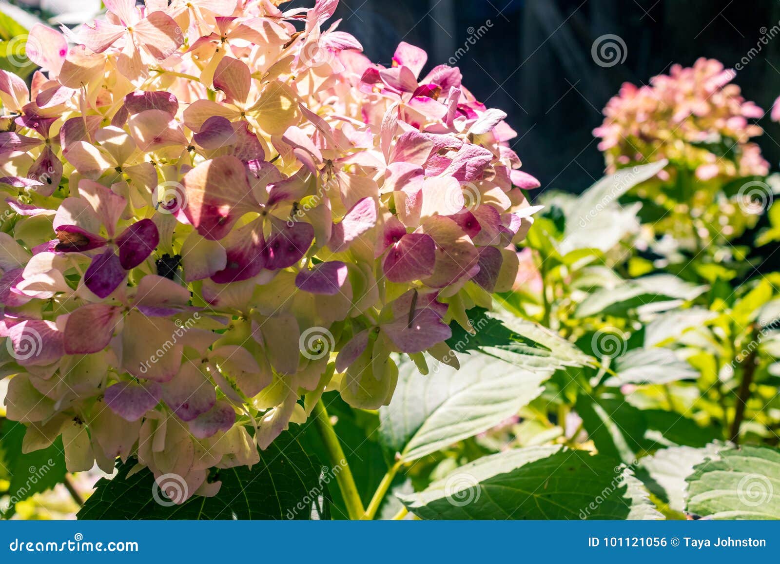 Pink and white hydrangea stock photo. Image of botanical - 101121056