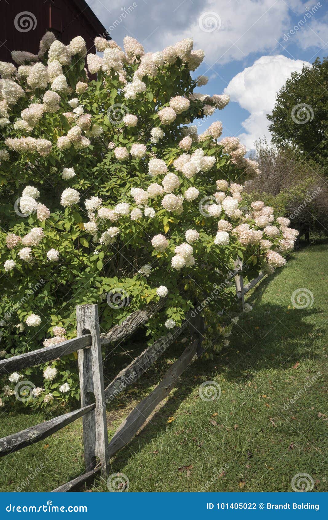 Pink and White Hydrangeas on a Farm Fence Stock Photo - Image of hudson ...