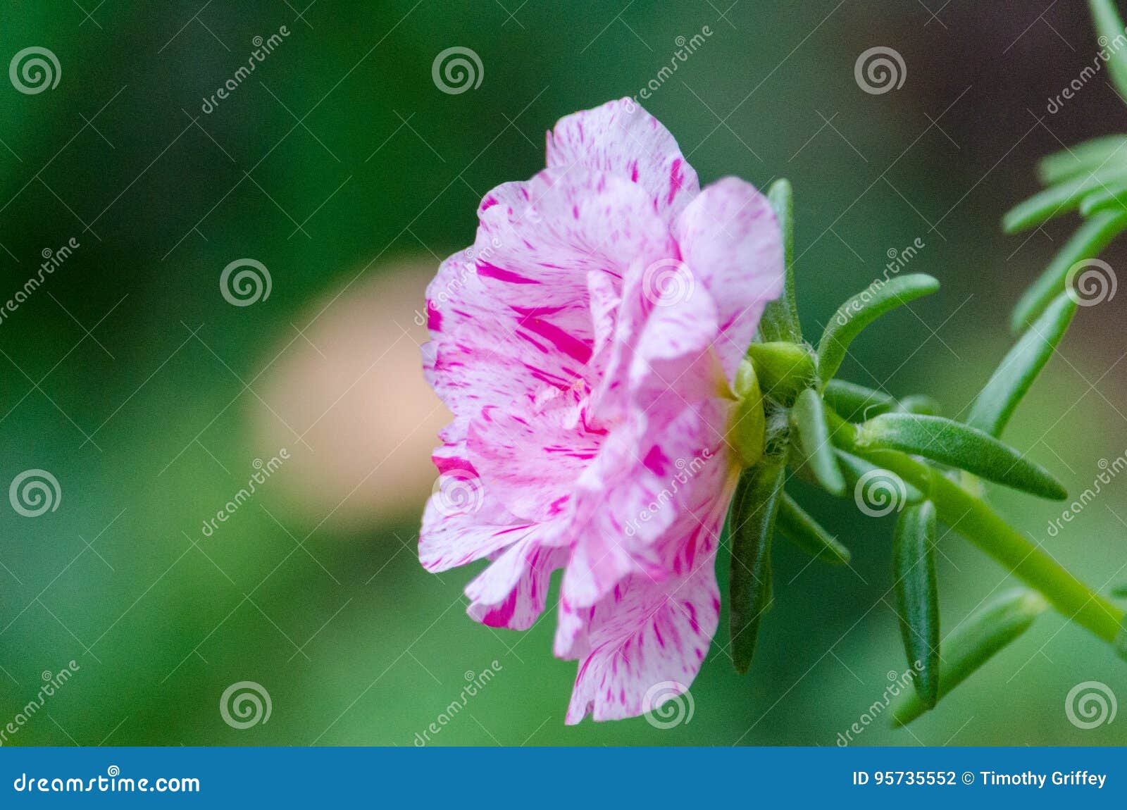 Pink and white moss rose stock photo. Image of growing - 95735552