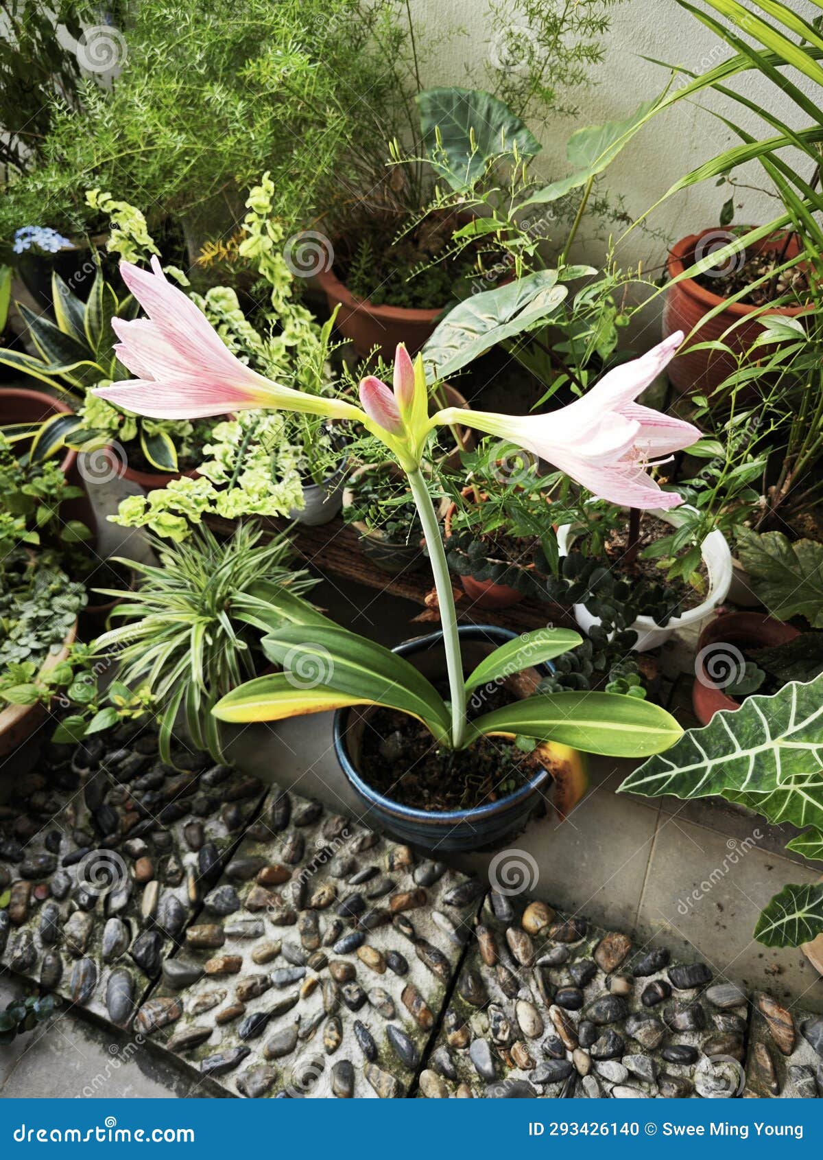 Pink-white Netted-veined Amaryllis Petals Flower. Stock Photo - Image ...