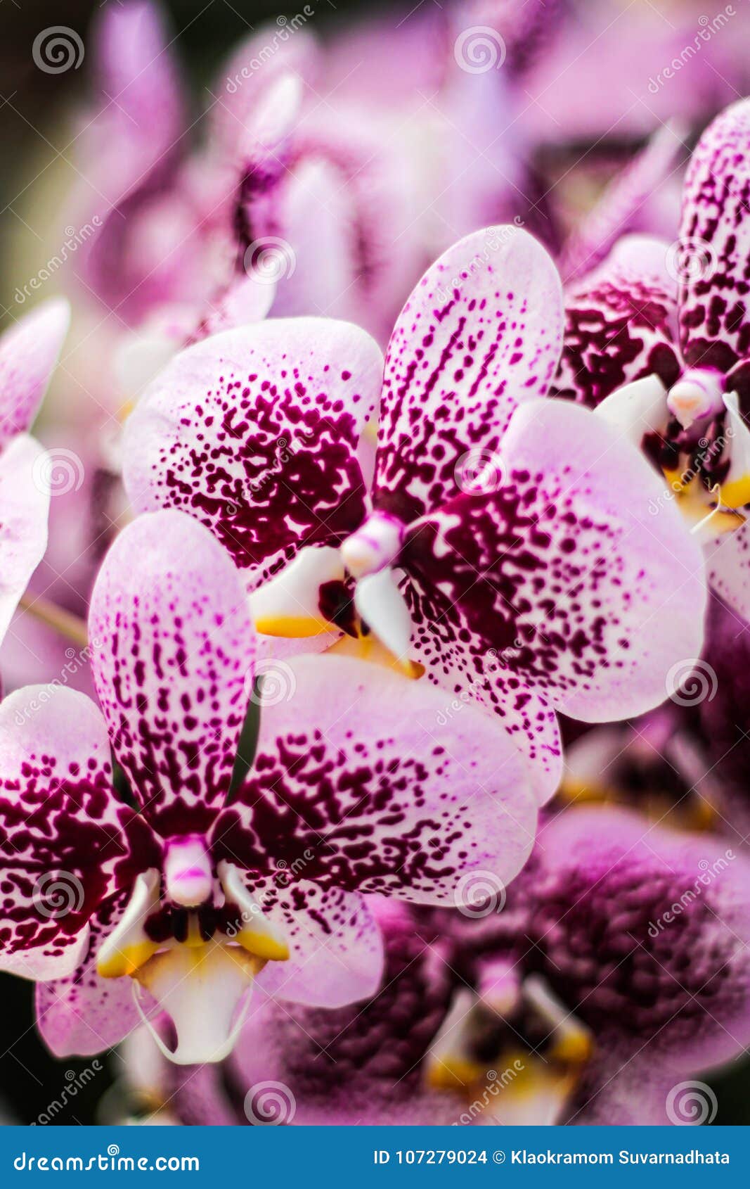 Orchid in Thailand stock photo. Image of botanical, artistic - 107279024