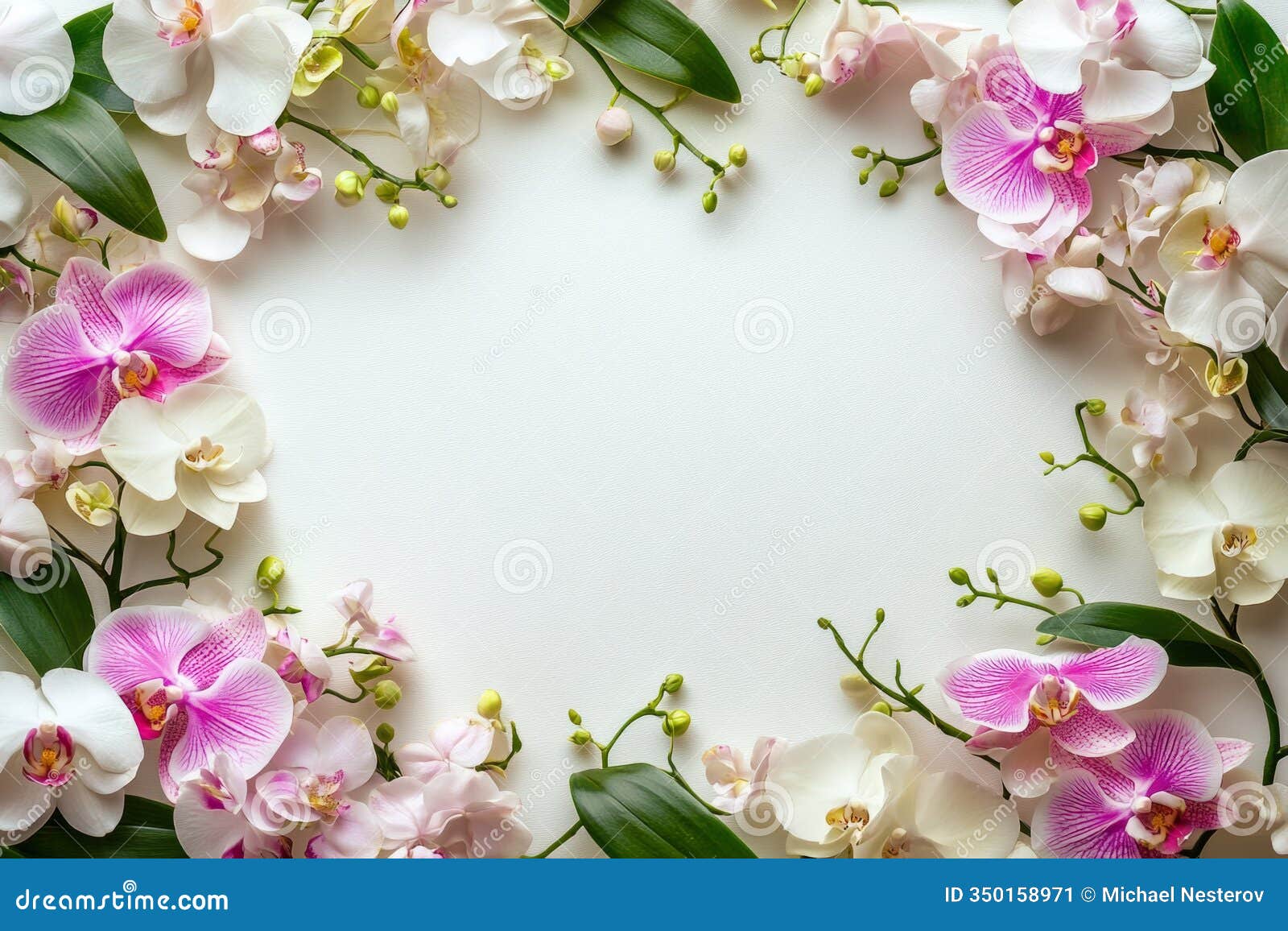Pink and White Orchids Creating Floral Border on White Background Stock ...