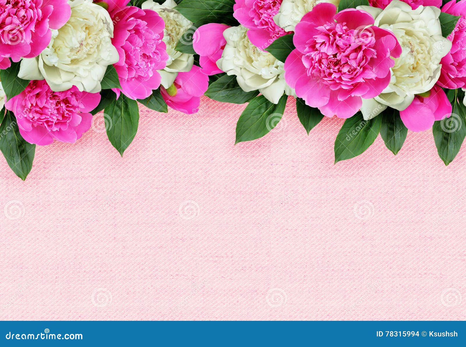 Pink and White Peonies Flowers Header Stock Photo - Image of holiday ...