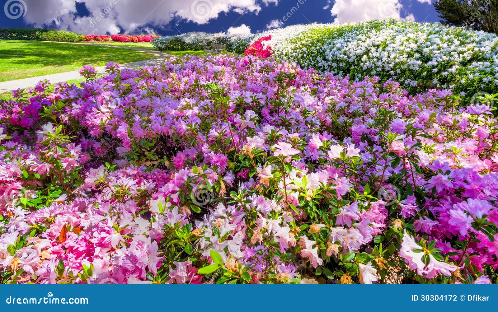Azaleas in the Park stock photo. Image of texas, park - 30304172