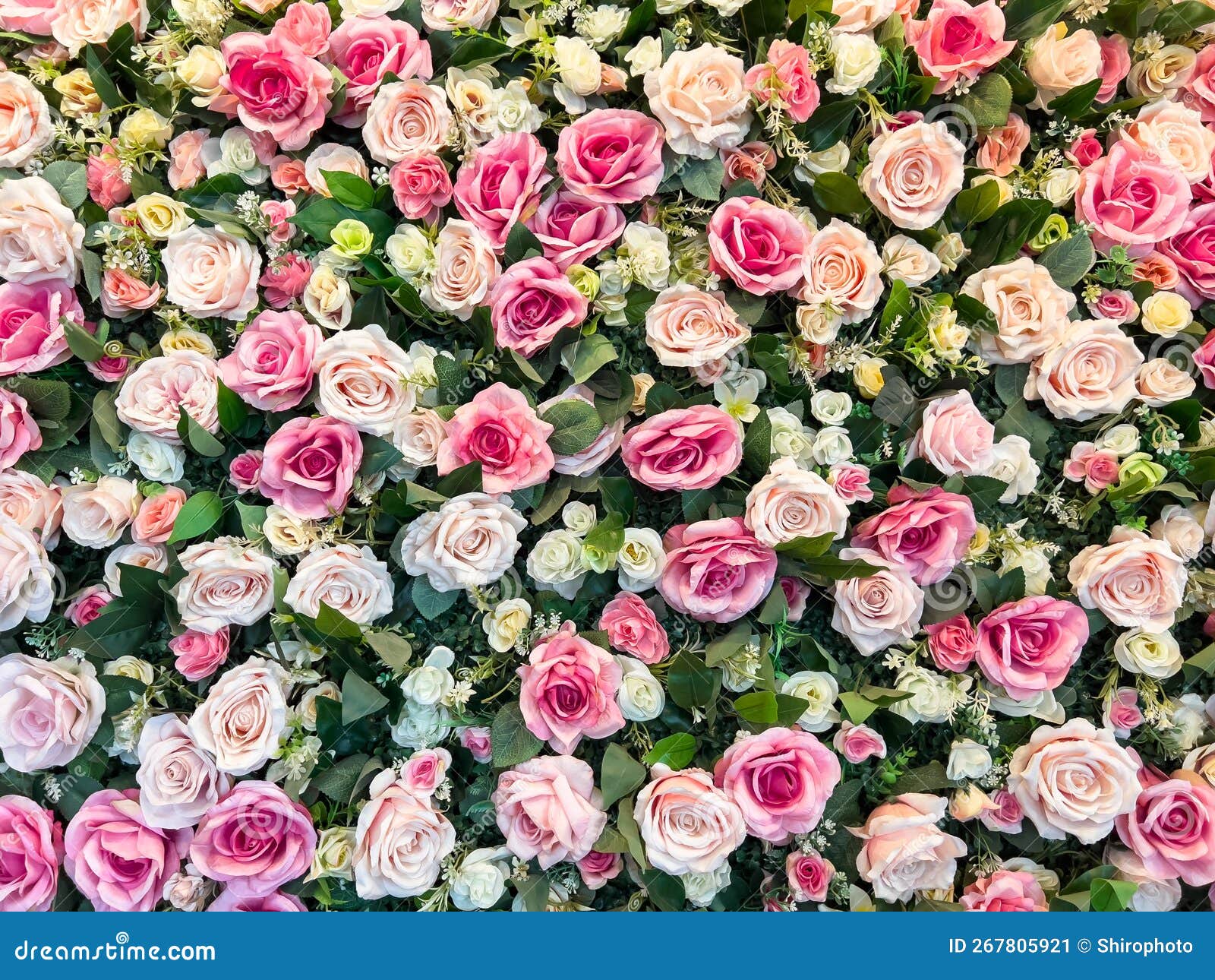 Pink and White Rose Backdrop Stock Image - Image of roses, pink: 267805921