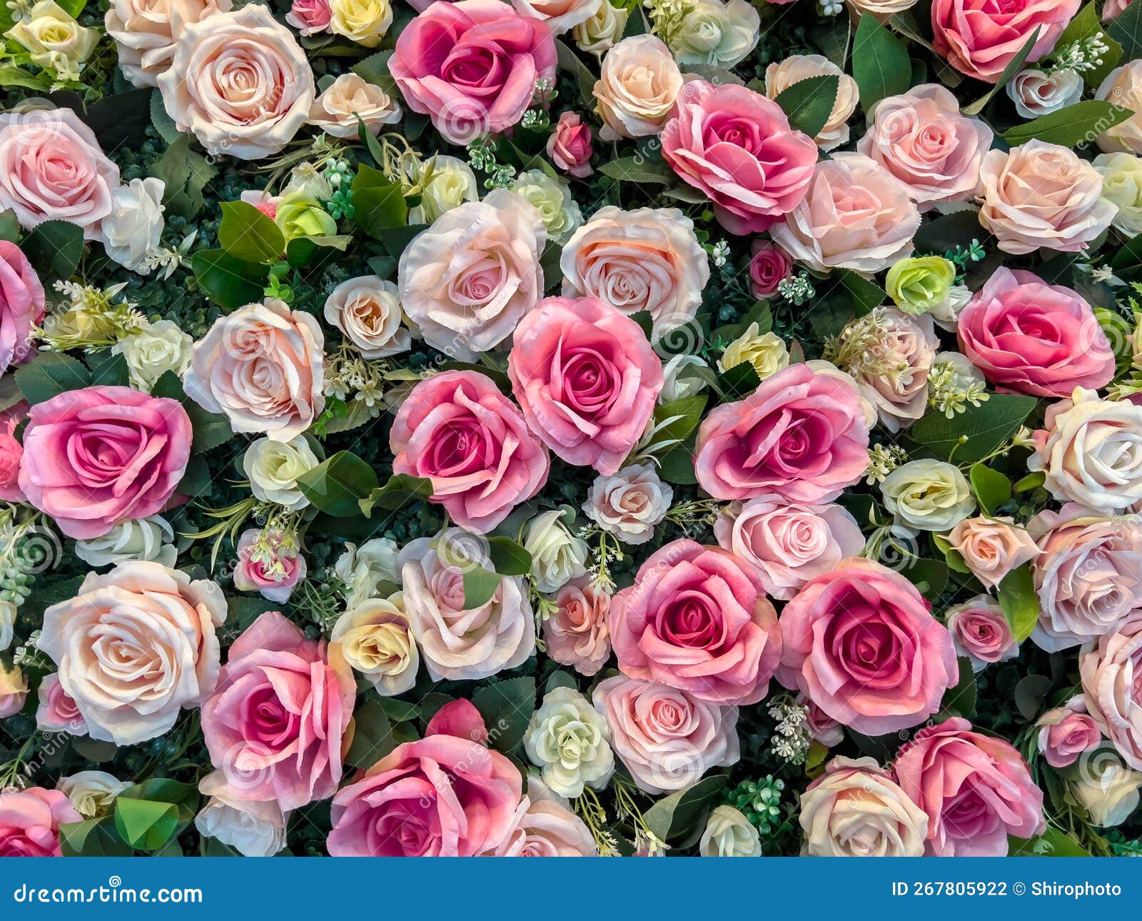 Pink and White Rose Backdrop Stock Photo - Image of flowers, flower ...