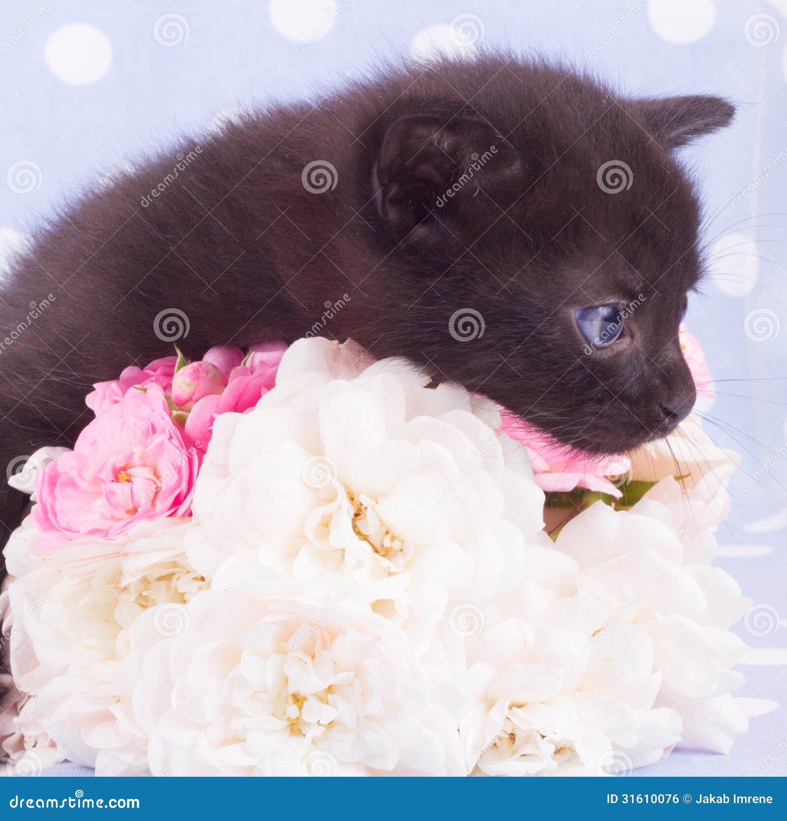 Pink an White Rose with Cute Kitten Stock Photo - Image of domestic ...