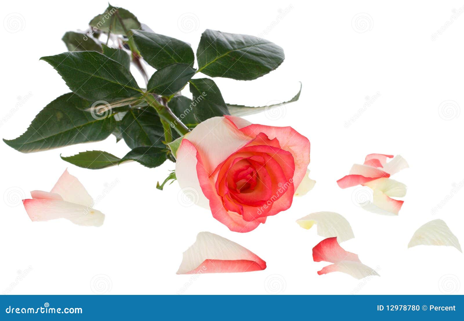 Pink and White Rose with Scattered Petals Stock Photo - Image of leaf ...