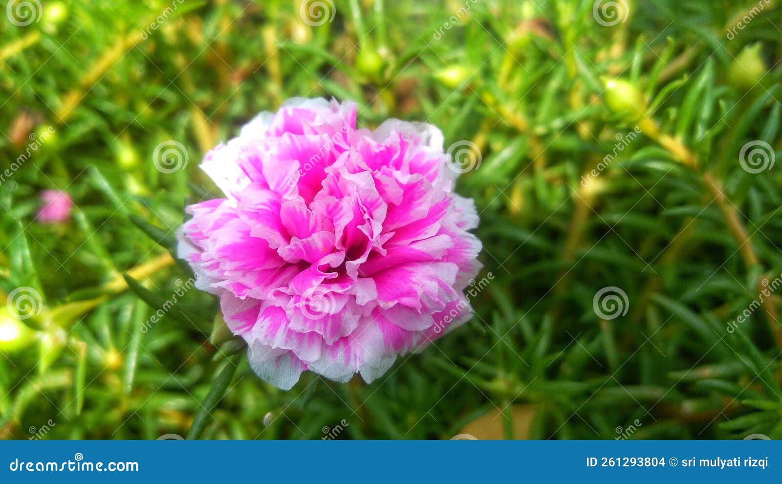 Pink and White Rose Moss Flower with Their Leaves Stock Photo - Image ...